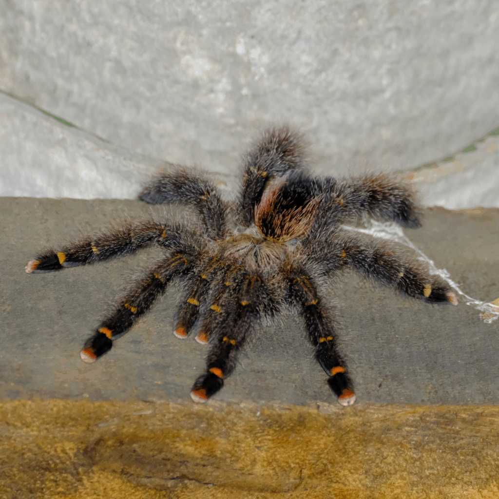 Avicularia rufa - Wystawa Pająków